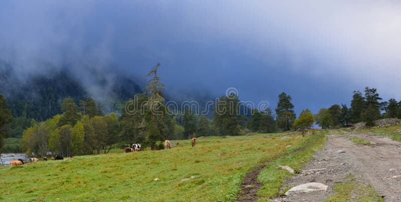 Somber morning stock photo. Image of forest, morning - 55945716