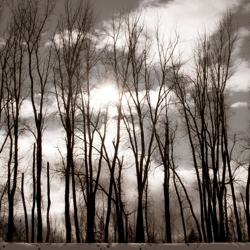 Somber dark trees stock image. Image of trees, dark - 170867281