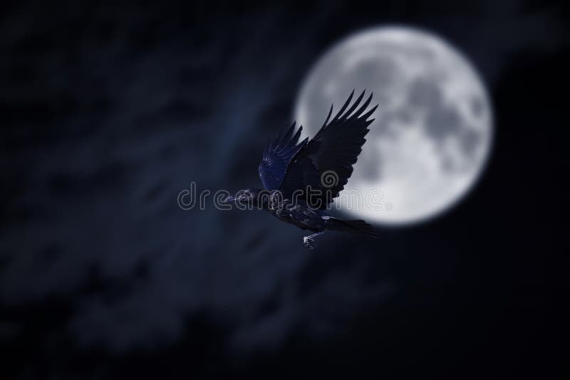 A Crow Flying Past the Full Moon. Dark Sky Background. Stock Image ...