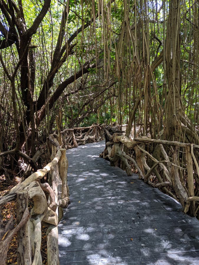 Somber trail stock image. Image of somber, mexico, trail - 155862195