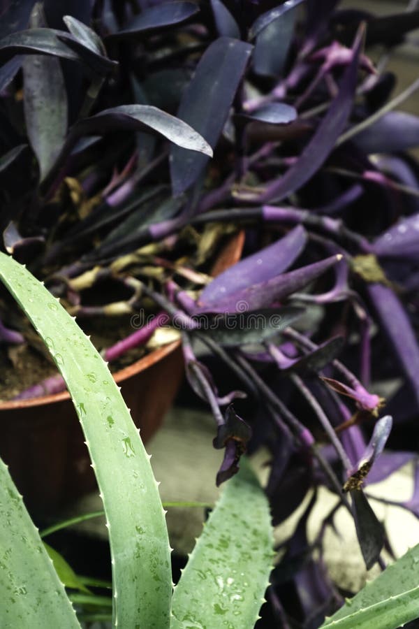 Some Aloe Leaves with Dew Drops Rolling on the Surface and Many Spikes ...