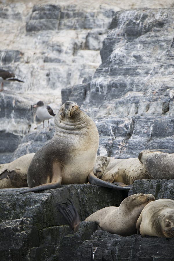 Some Antarctic Seals Lounging on the Rocks Stock Photo - Image of rocks ...