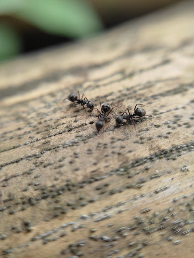 Some ants on dry bamboo stock photo. Image of textures - 243429558