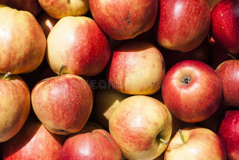 It`s Some Big Apple`s Just Trying To Hide from You Stock Image - Image ...