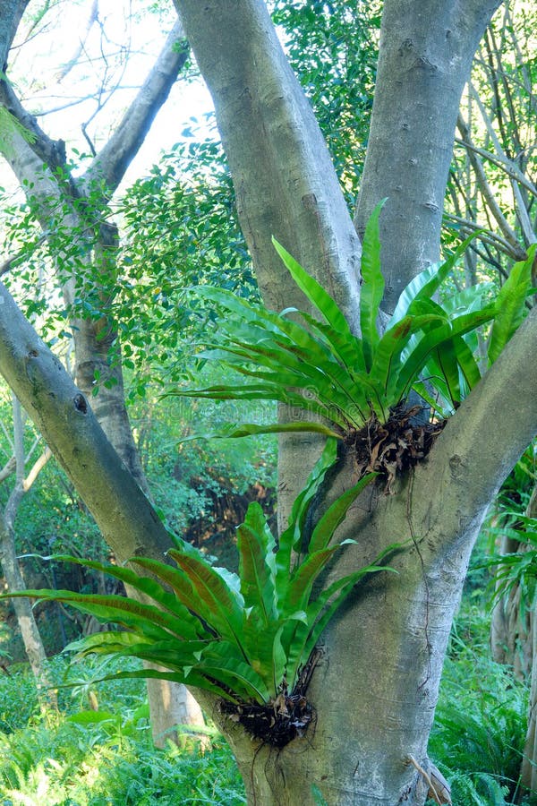 Asplenium nidus stock image. Image of leaf, tropical - 349243769