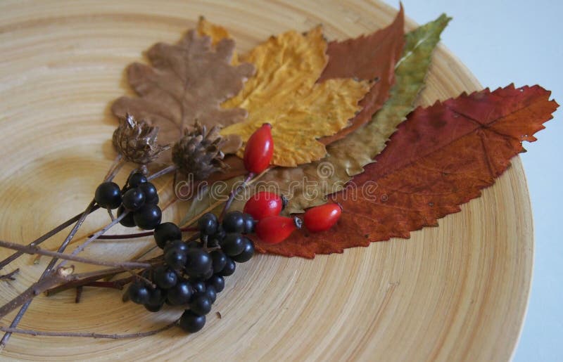 Some autumn leaves stock image. Image of garden, plants - 102390331