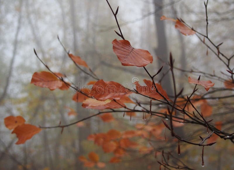 Some autumn leaves stock photo. Image of plants, leaf - 102390580