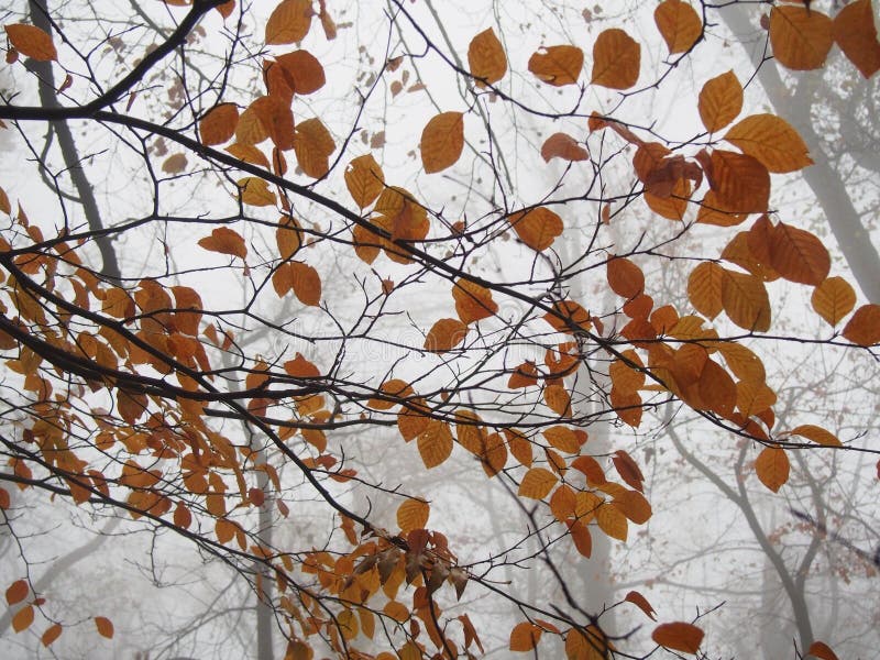 Some autumn leaves stock photo. Image of plants, leaf - 102390580