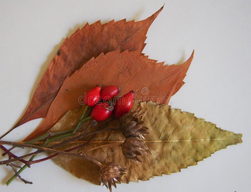 Some autumn leaves stock image. Image of garden, plants - 102390331