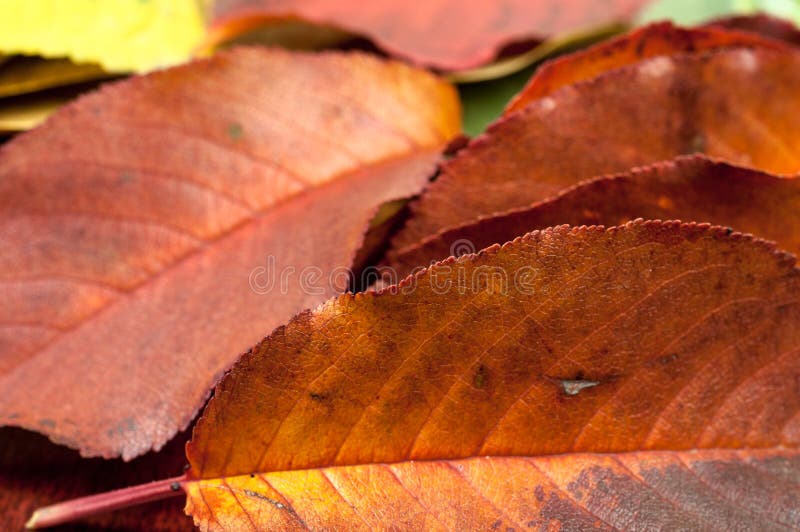 Some autumnal leaves stock image. Image of botany, leaf - 26343829