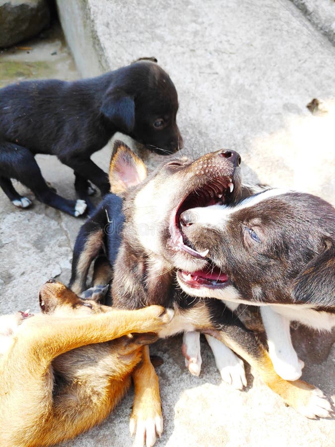 Some Baby Dogs Playing with Each Other. Stock Image - Image of baby ...