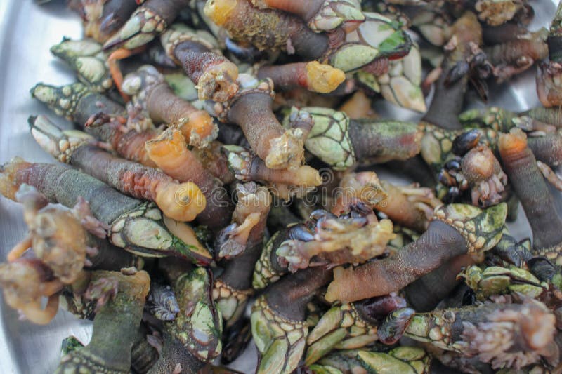 Some Barnacles from Galicia, Spain Stock Image - Image of barnacle ...