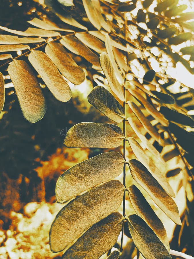 Some Beautiful Calm Leaves of Evening Stock Image - Image of beautiful ...