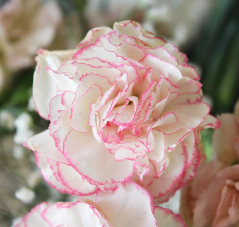 Beautiful red carnations stock image. Image of natural - 141796073