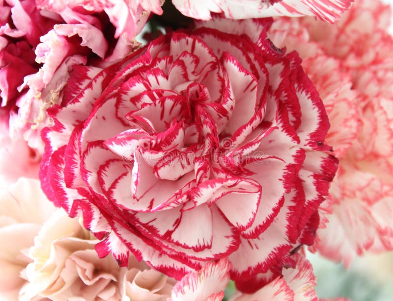 Beautiful Carnations in Transparent Vase Stock Photo - Image of holiday ...