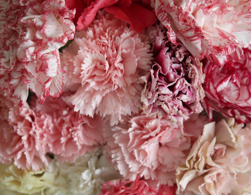 Some beautiful carnations stock image. Image of blossom - 119952091