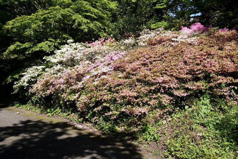 Beautiful Pink Azalea Flowers in the Devon Sunshine. Stock Image ...