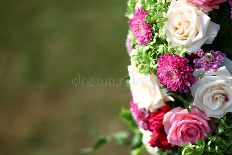 Some beautiful roses stock image. Image of beautiful - 48994529