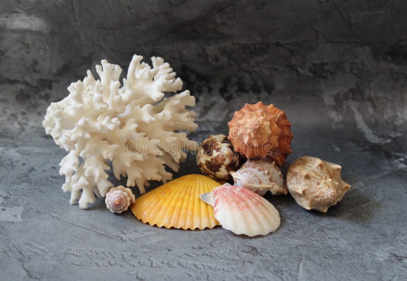 Coral and shells stock photo. Image of corals, coral - 35281070