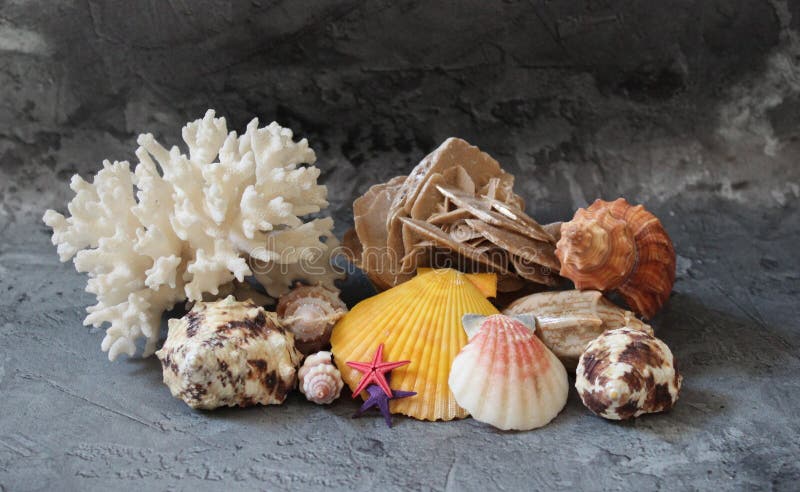 Coral and shells stock photo. Image of corals, coral - 35281070