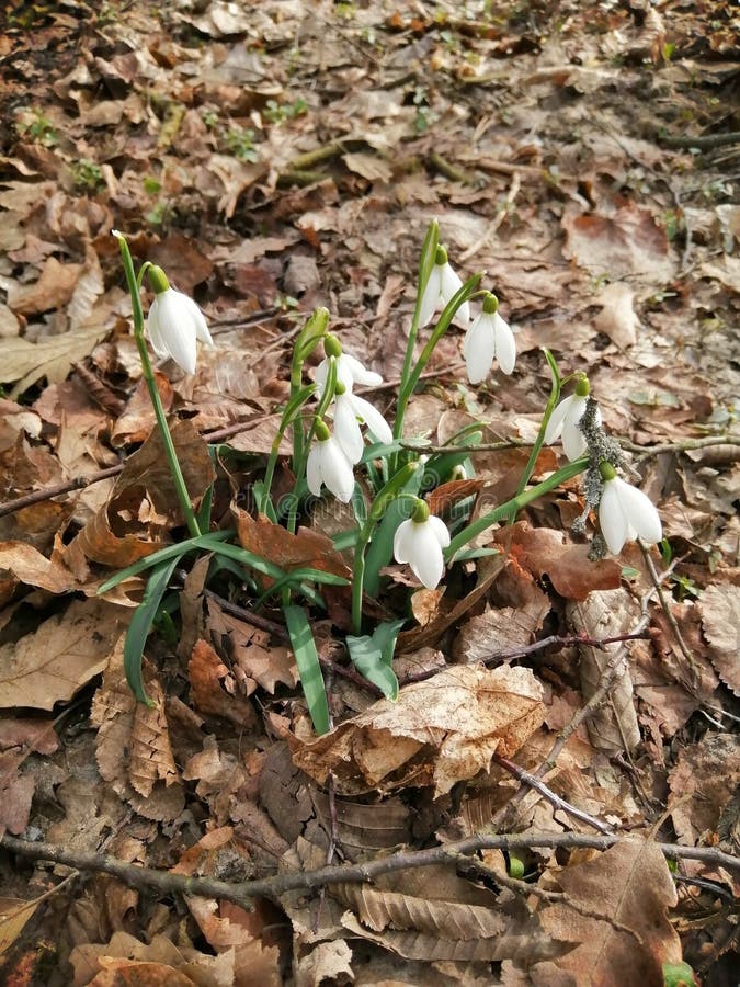 Snowdrop in the forest stock photo. Image of beautiful - 175165684