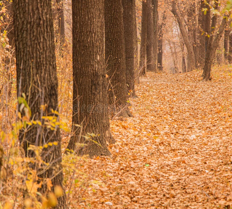 Some Beautiful Trees and a Path in the Forest, Autumn with Fallen ...