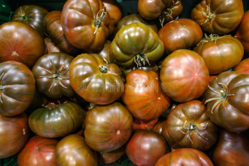 Some beef tomatoes stock image. Image of fruit, summer - 185024965