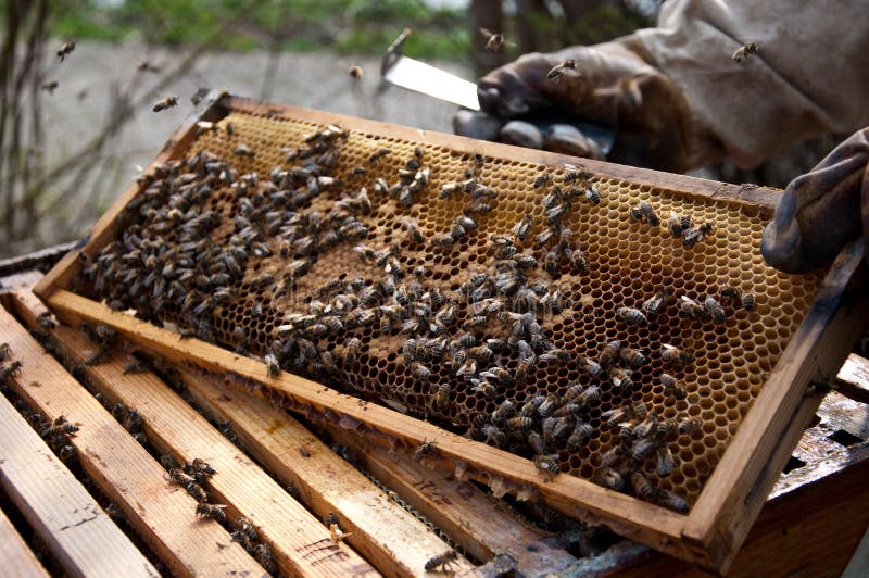 Some bees stock image. Image of gold, golden, beekeeping - 10353719