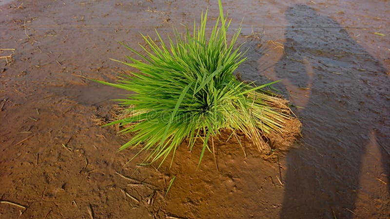 Rice Seedlings in the Fields before Planting in Muddy Fields Stock ...
