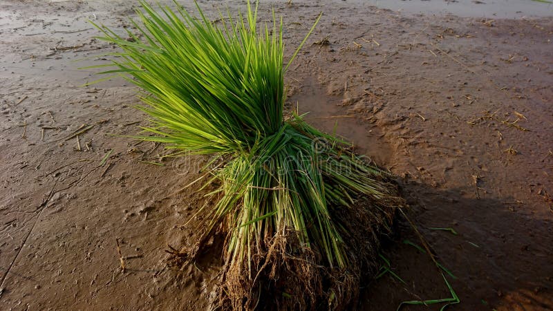 Rice Seeds are Lying in Muddy Rice Fields Stock Image - Image of ...