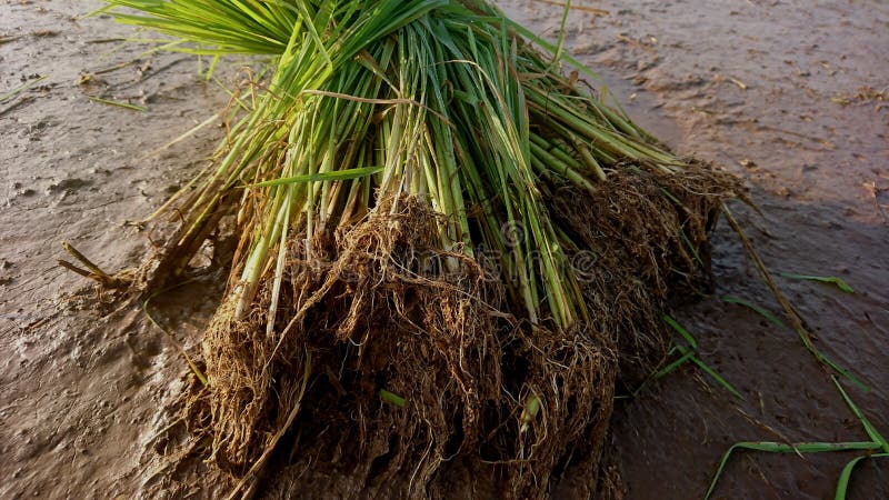 A Close Look at the Roots of the Rice Seeds Above the Muddy Rice Fields ...