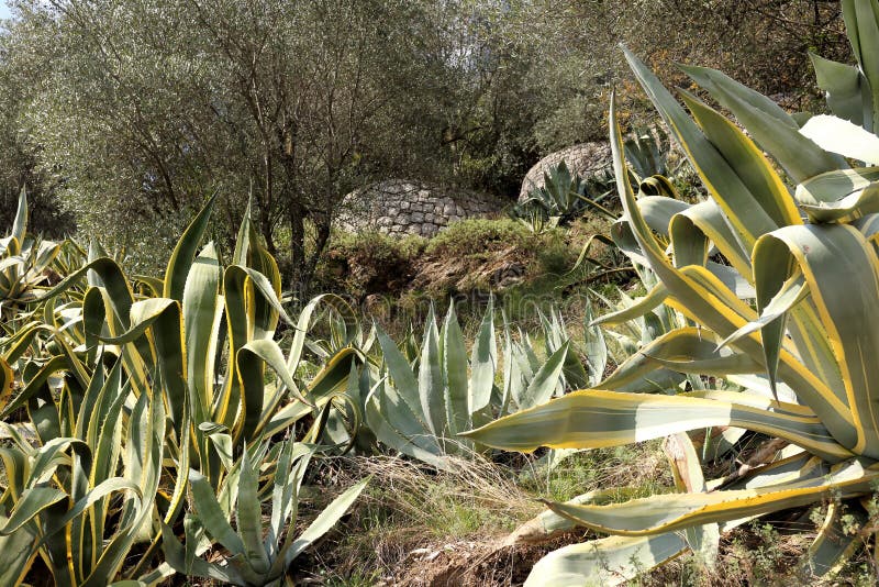 Some big agave plants stock photo. Image of agriculture - 150557044