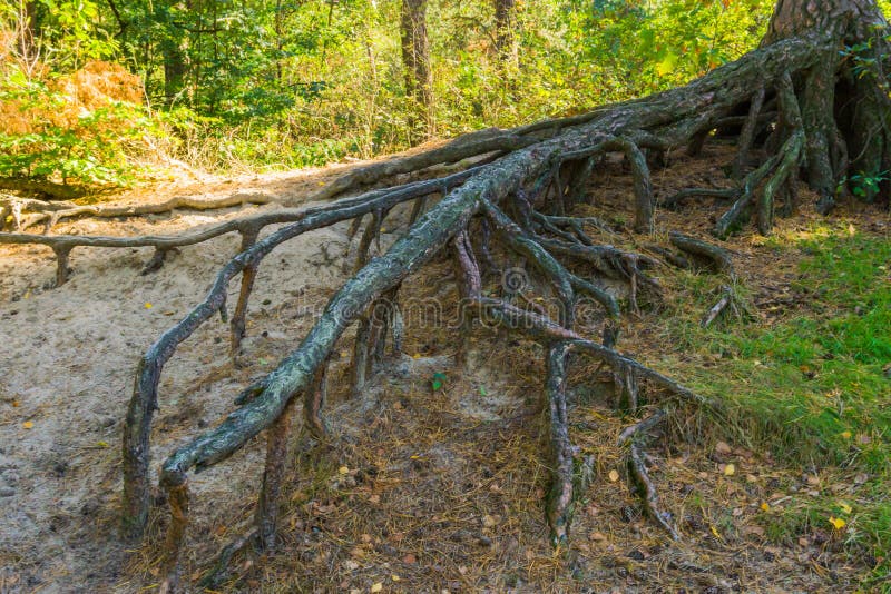 Big Bare Branched Off Tree Roots Growing Far Above the Ground Stock ...