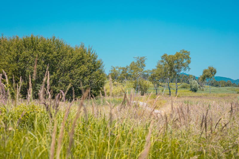 Some Birch Trees between the Meadows with Long Grass and Light Blue Sky ...