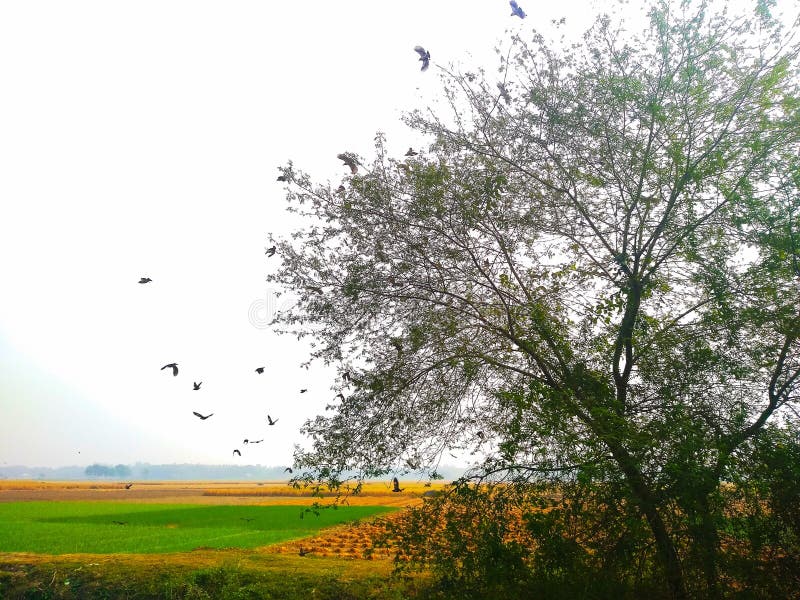 Some Birds Flying from a Tree on a Farmer Field. Stock Image - Image of ...