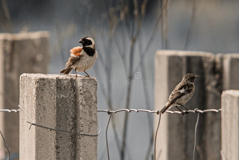 Some Birds Sitting in the Afternoon Stock Image - Image of bird ...