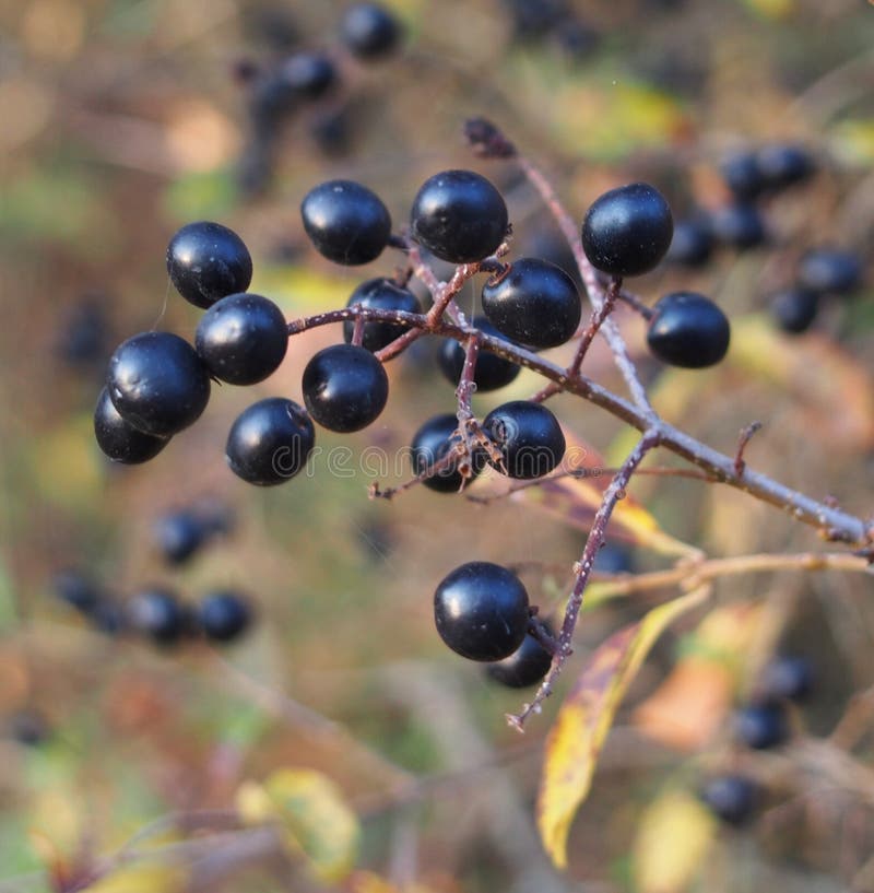 Foxgrapes Stock Photos - Free & Royalty-Free Stock Photos from Dreamstime