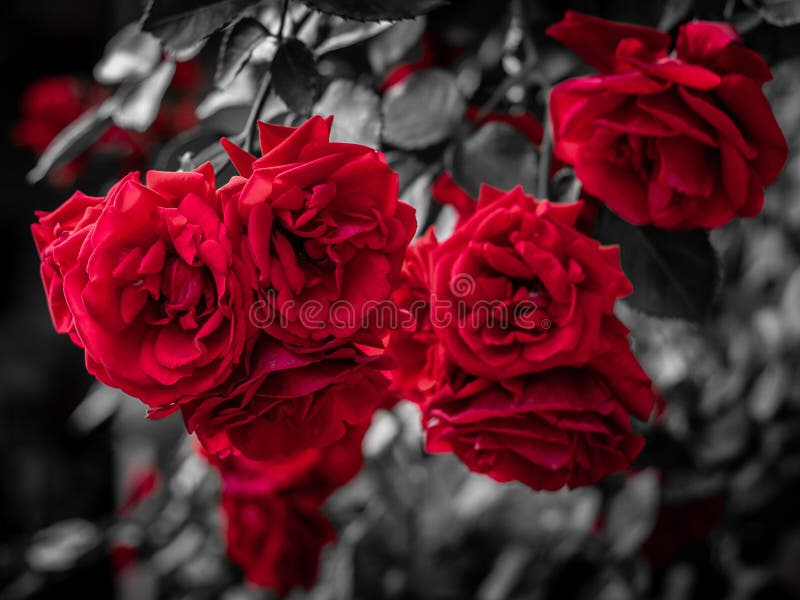 Selective Color Red Roses in the Garden Stock Photo - Image of color ...