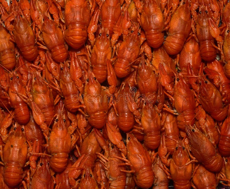 Some boiled crayfish. stock image. Image of pattern, shellfish - 67230095