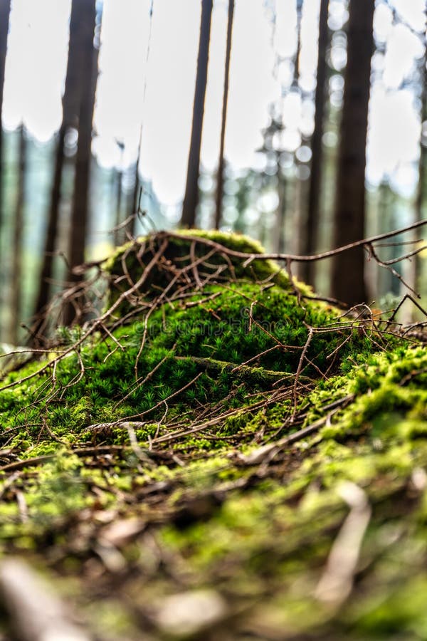 Some Branches on Moss in a German Forest Stock Photo - Image of ...