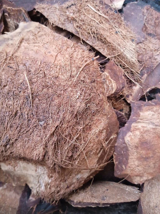 Some Brown Coconut Shells with Fiber on Them Stock Photo - Image of ...