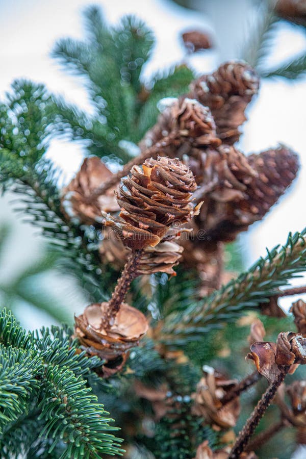 Brown Fir Cones Hang from a Green Fir Tree Stock Photo - Image of ...