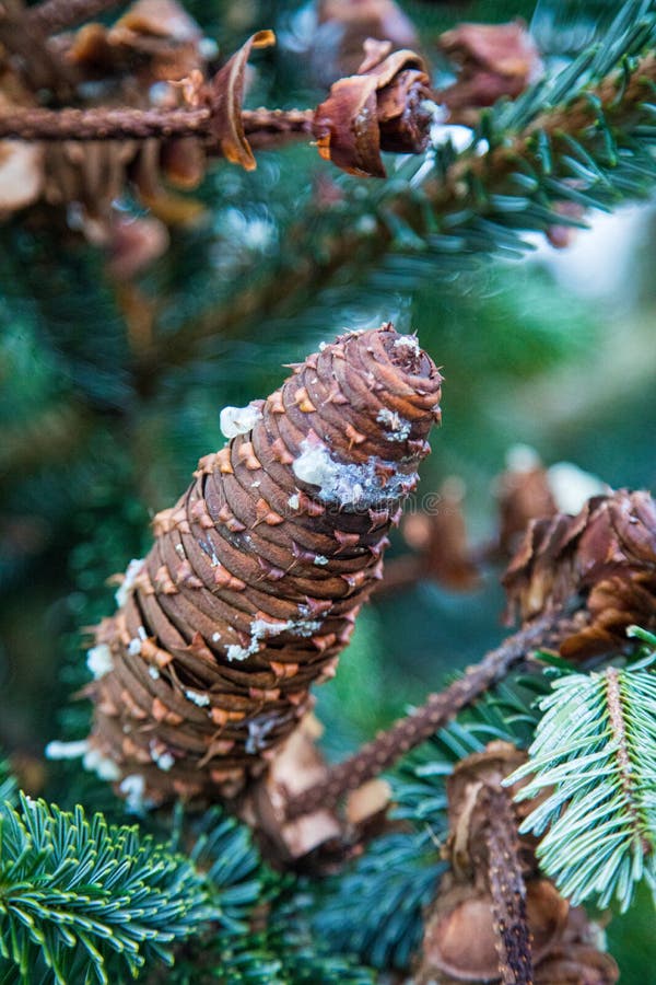Brown Fir Cones Hang from a Green Fir Tree Stock Image - Image of ...
