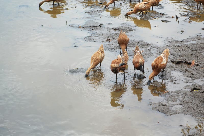 Some Brown Haired Peking Ducks Foraging in the Mud Stock Photo - Image ...