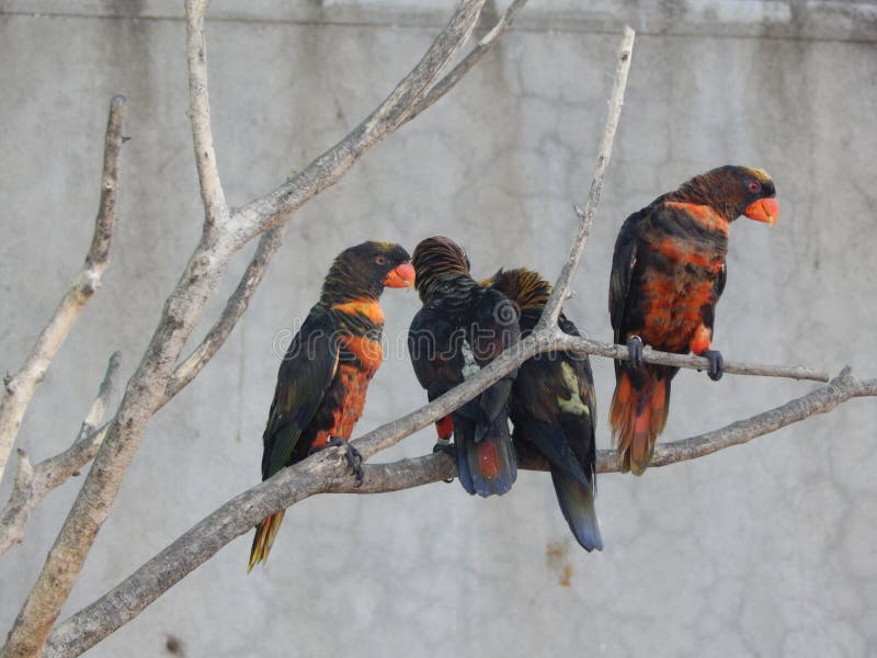 Some Brown Lory and Dusky Lory Birds Sitting on a Branch of a Trees ...