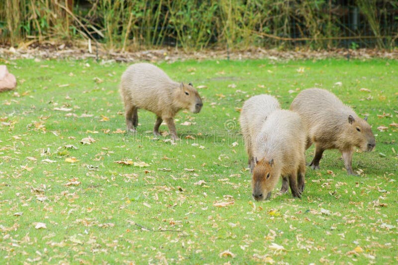 Capybara in the sun stock image. Image of animal, capybara - 121844677