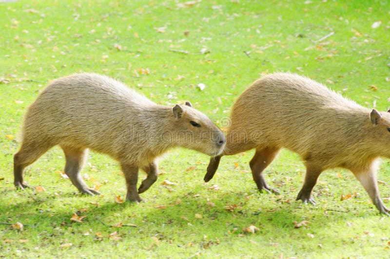Cabybara Stock Photos - Free & Royalty-Free Stock Photos from Dreamstime