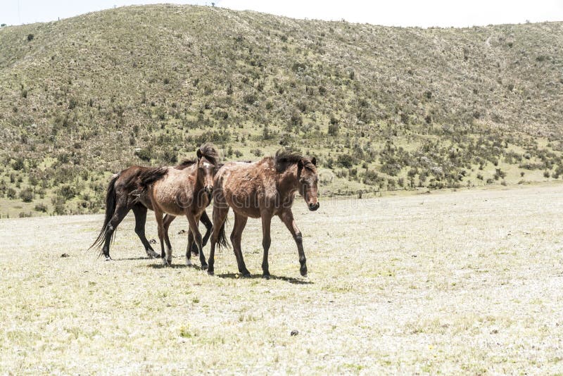 Some Brown Wild Horses Walking in Grasslands of Cotopaxi National Park ... Some Brown Wild Horses Walking in Grasslands of Cotopaxi National Park ...
