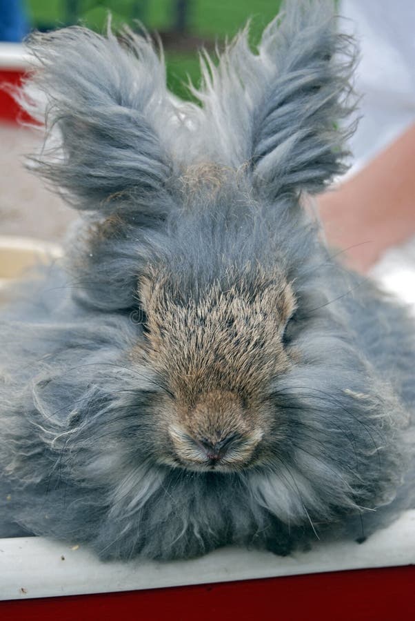 Gray angora rabbit stock photo. Image of sleep, fluff - 6793596