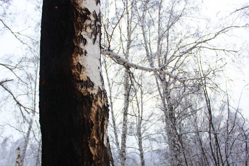 Some Burnt Trees, White Birches in the Forest after the Fire that ...